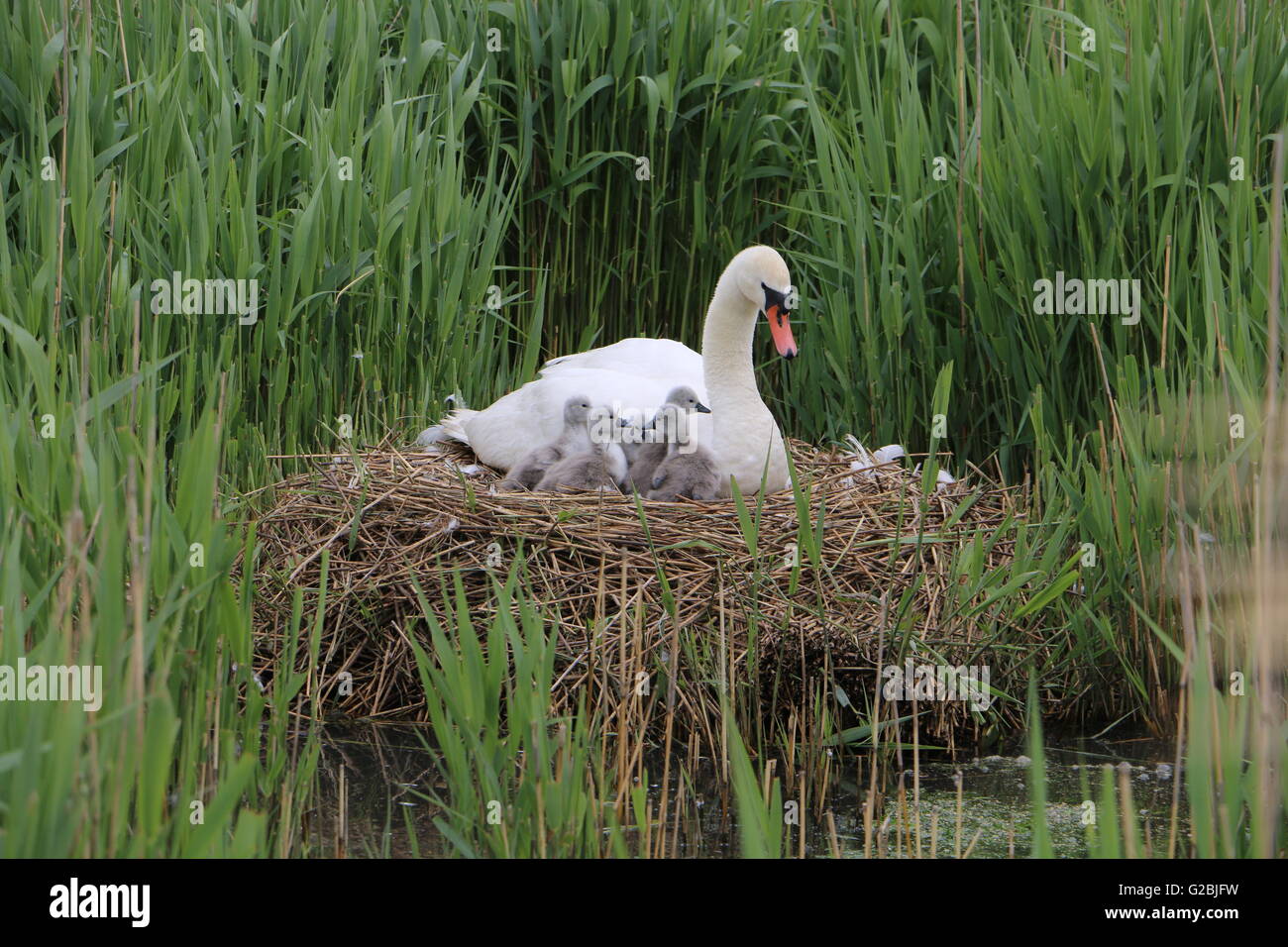 Swan on nest with cygnets Stock Photo - Alamy