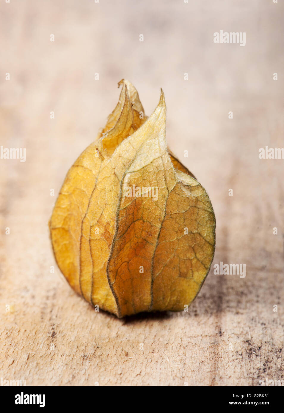 Closed yellow cape gooseberries Stock Photo - Alamy