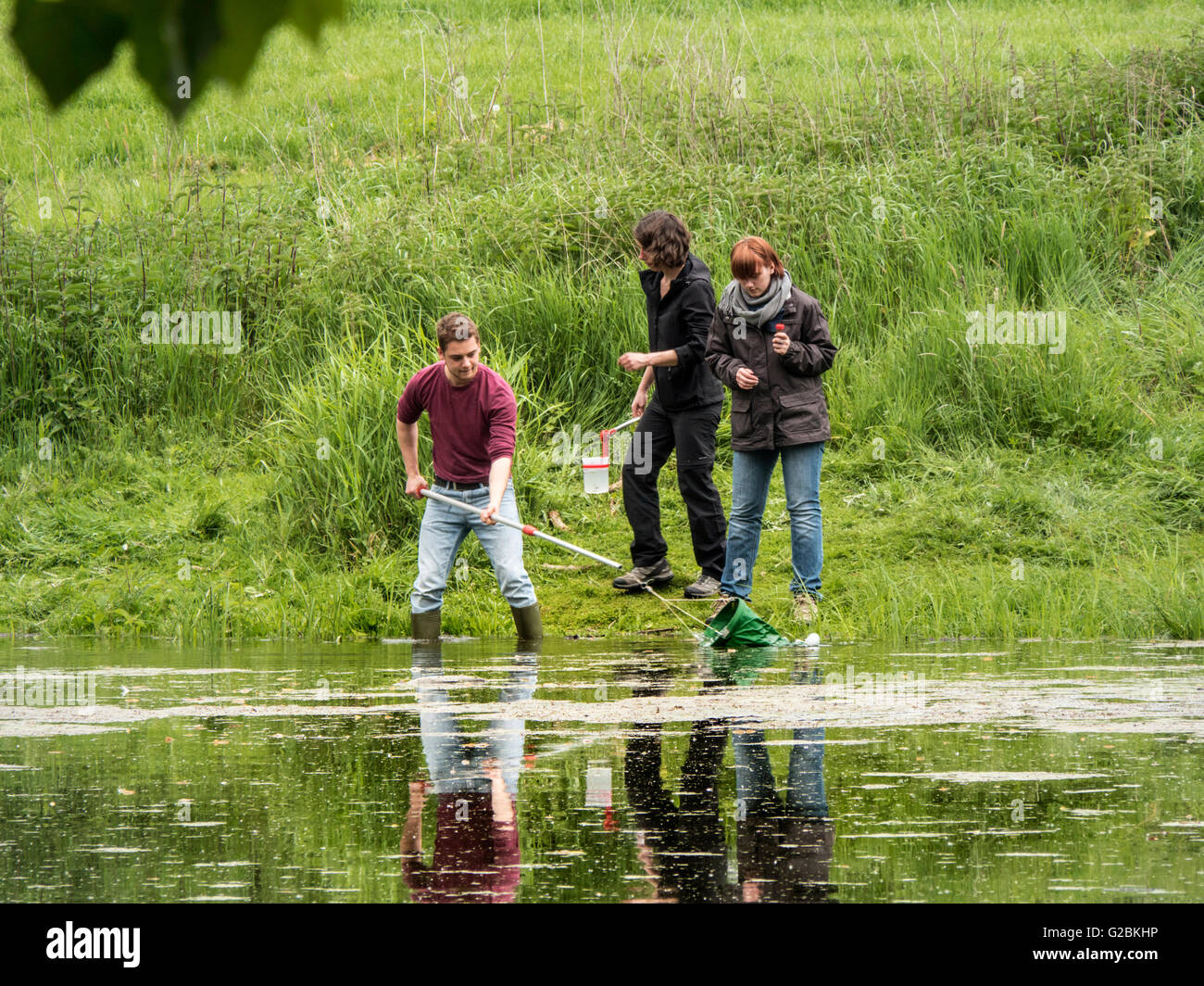 Biologists takes a water sample in an overgrown pond Stock Photo - Alamy