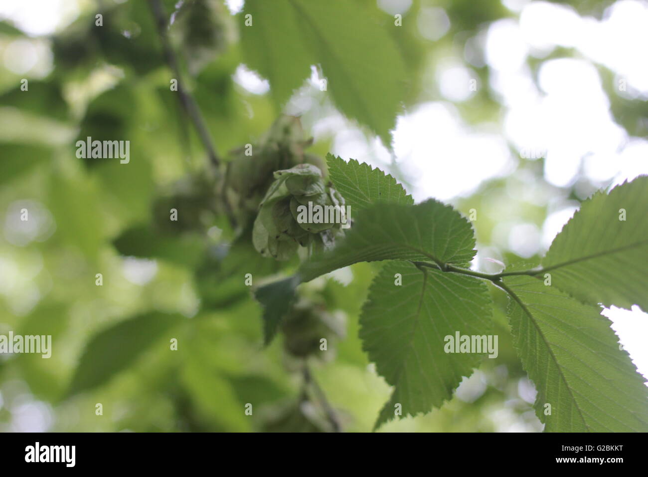 Coppice stool hi-res stock photography and images - Alamy