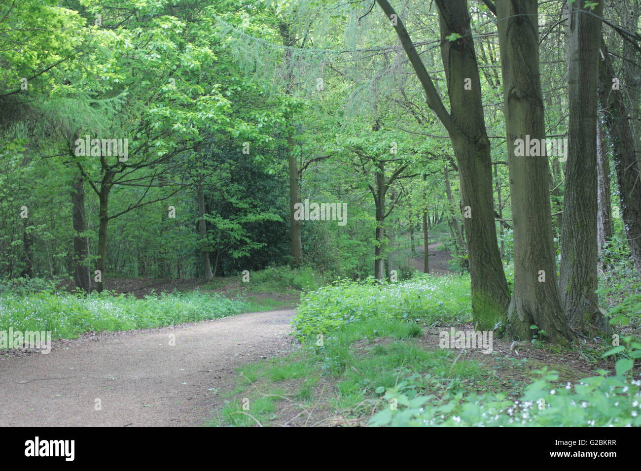 Beech tree bow wood hi-res stock photography and images - Alamy