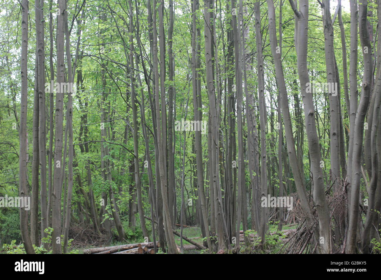 Coppicing English Woodland Stock Photo - Alamy