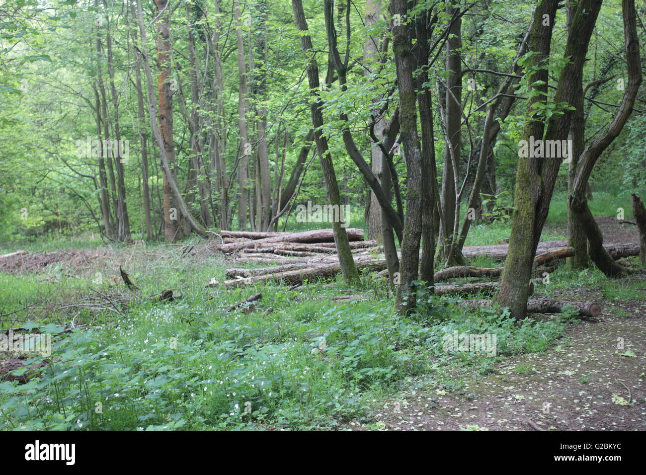 Coppicing English Woodland Stock Photo - Alamy