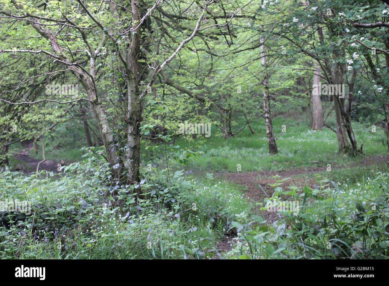 Coppiced tree stump hi-res stock photography and images - Alamy