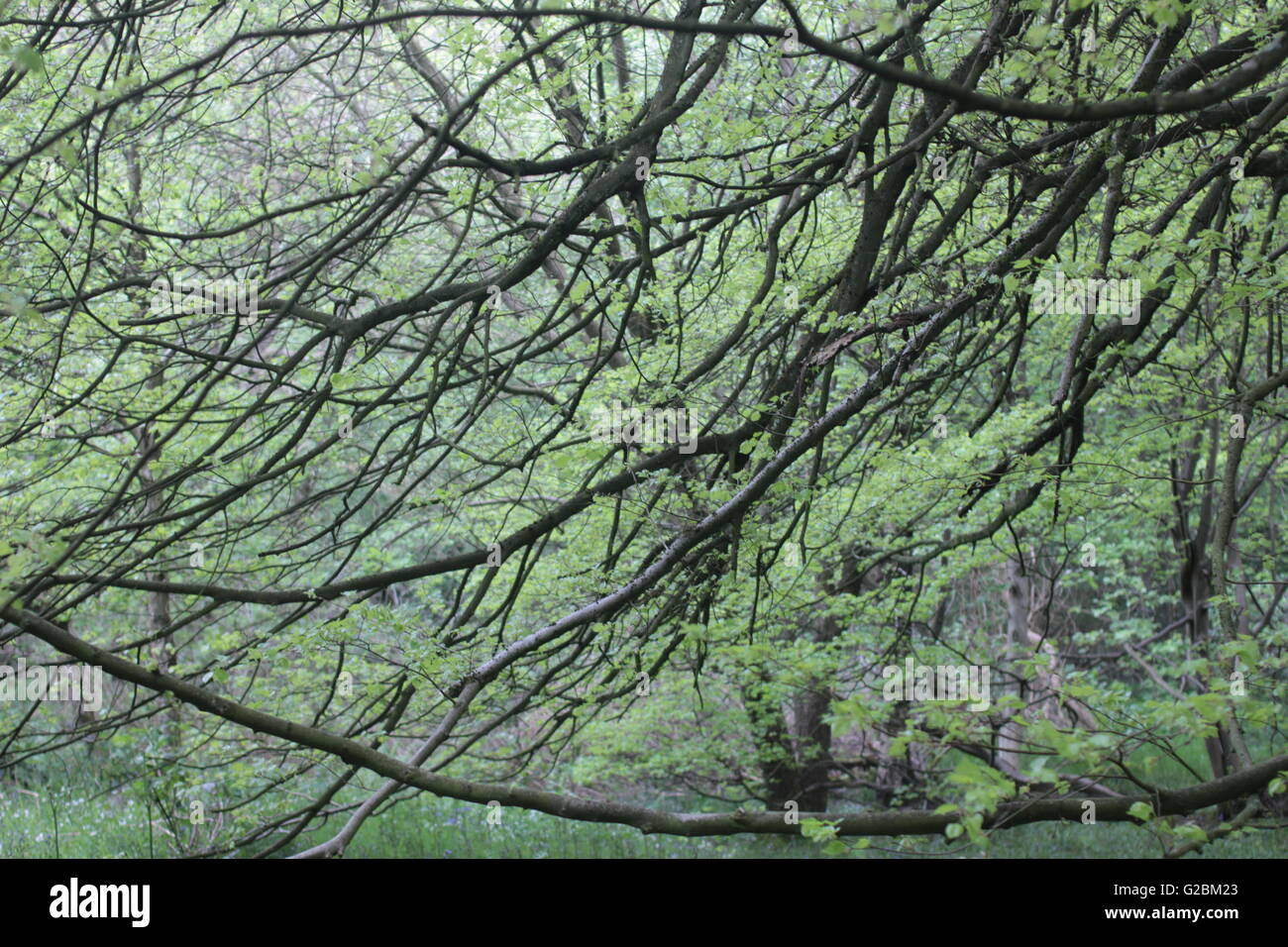 Coppiced oak hi-res stock photography and images - Alamy