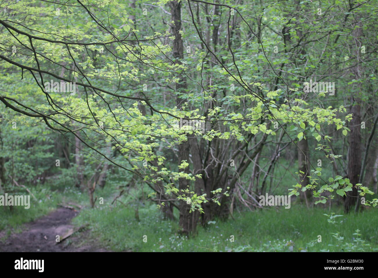 Coppiced ash tree hi-res stock photography and images - Alamy