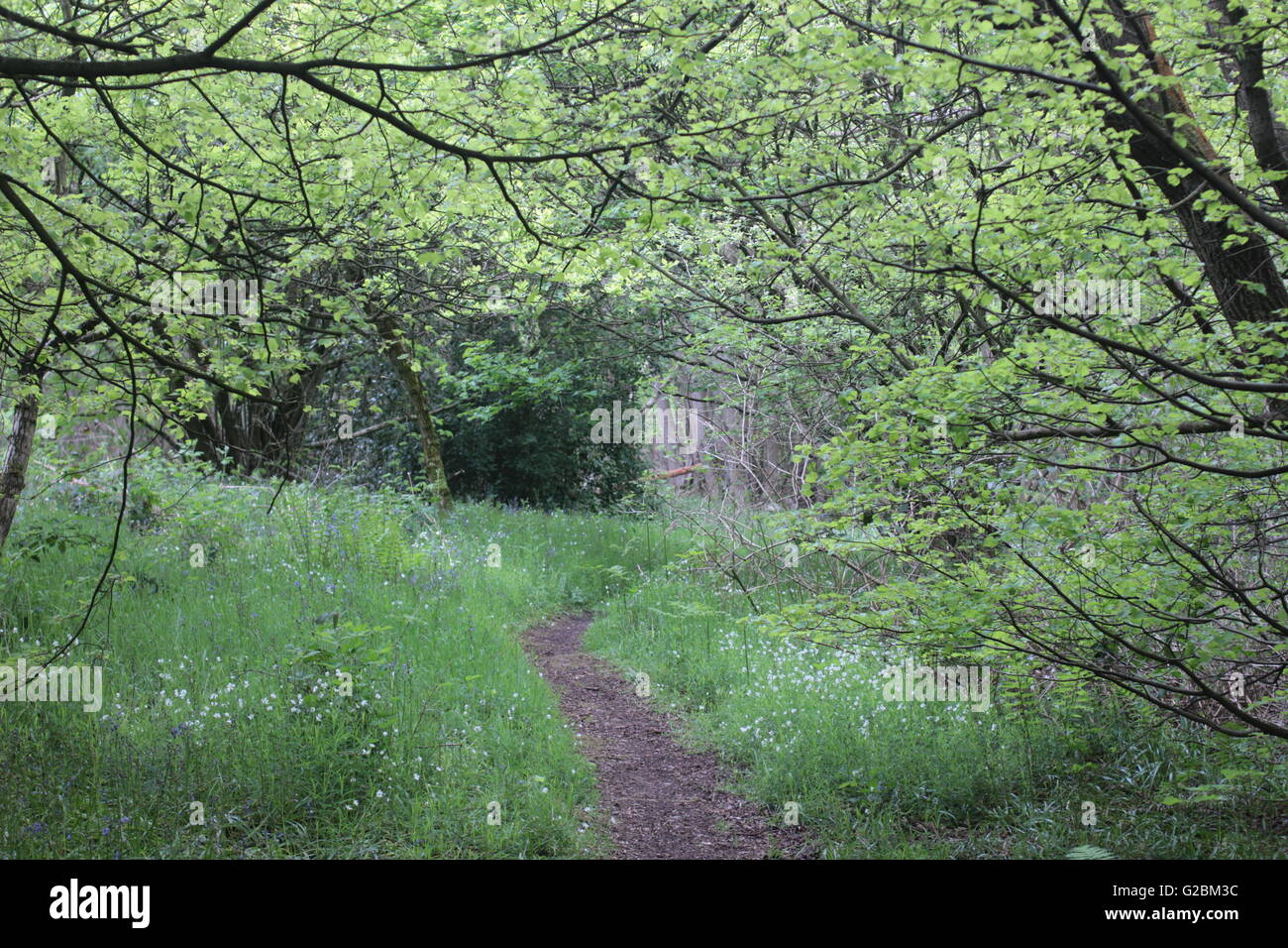 Coppiced Ash Tree High Resolution Stock Photography and Images - Alamy