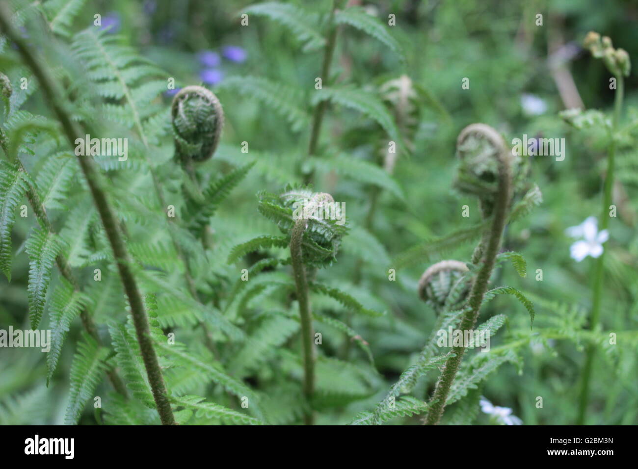 Wild curled fern leaves Stock Photo - Alamy