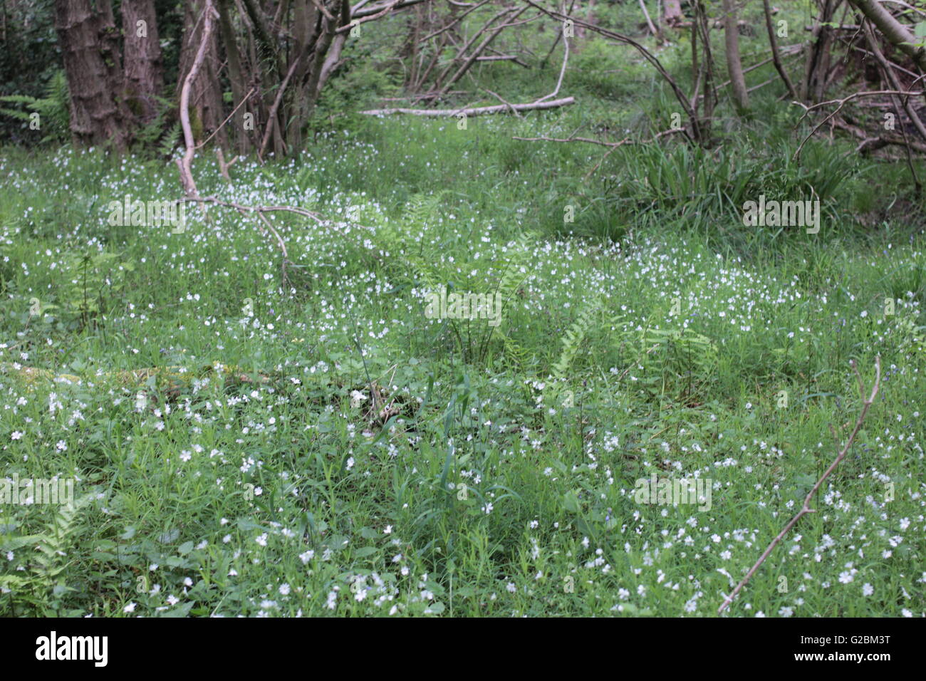 White 'belly button' wild flowers Stock Photo - Alamy