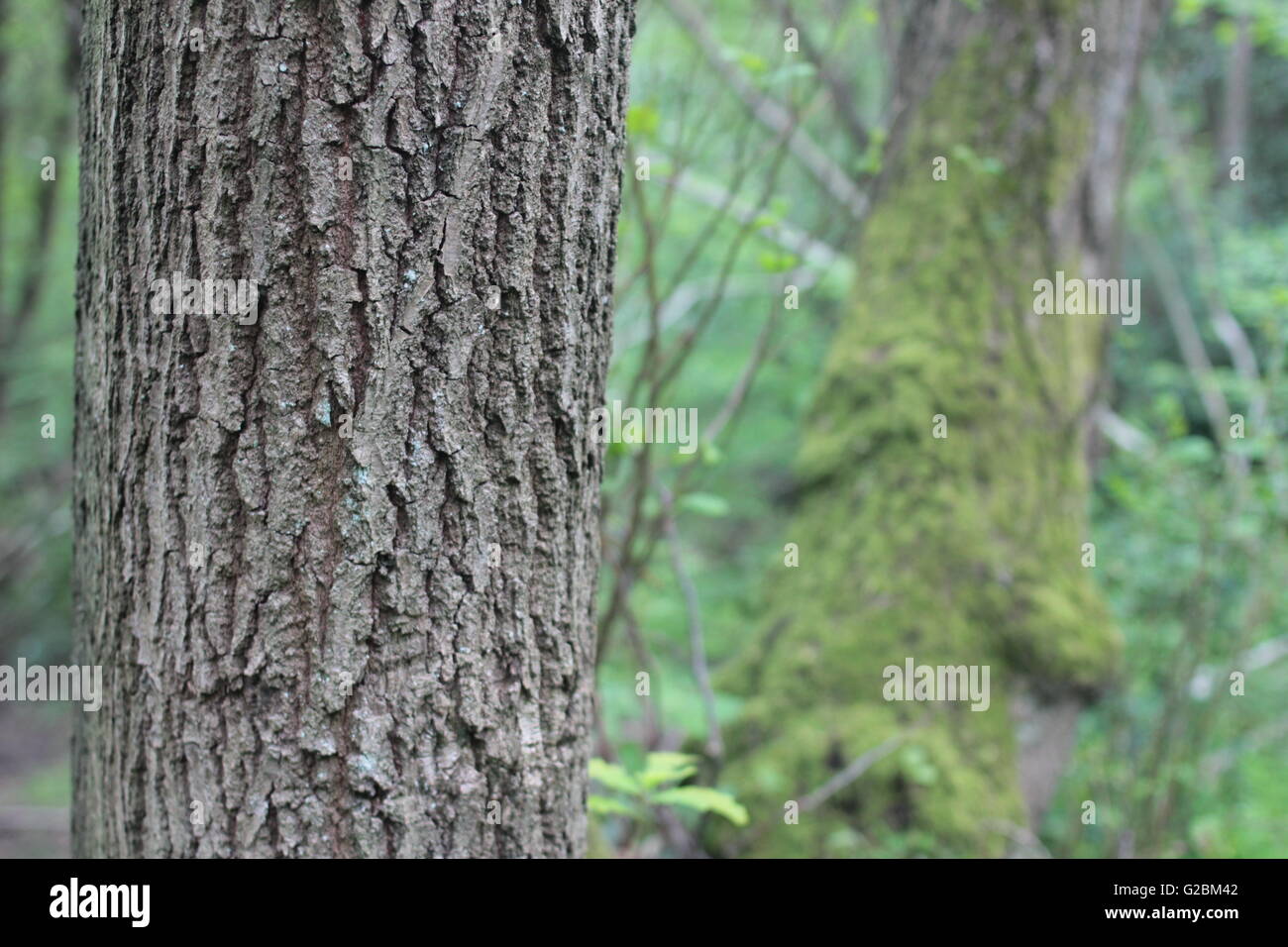 Coppicing English Woodland Stock Photo - Alamy