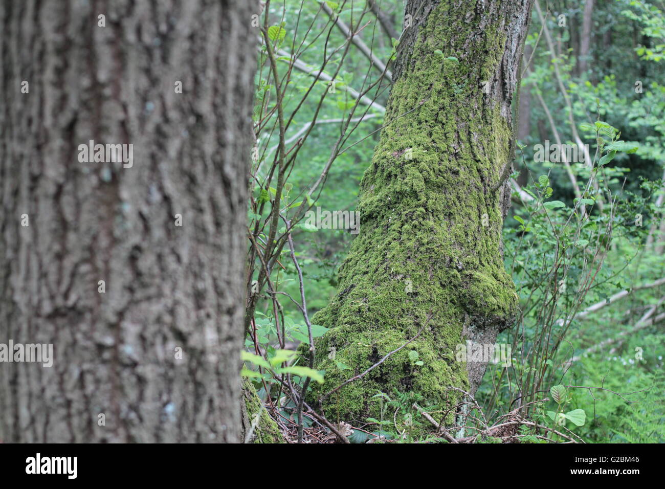 Coppicing English Woodland Stock Photo - Alamy
