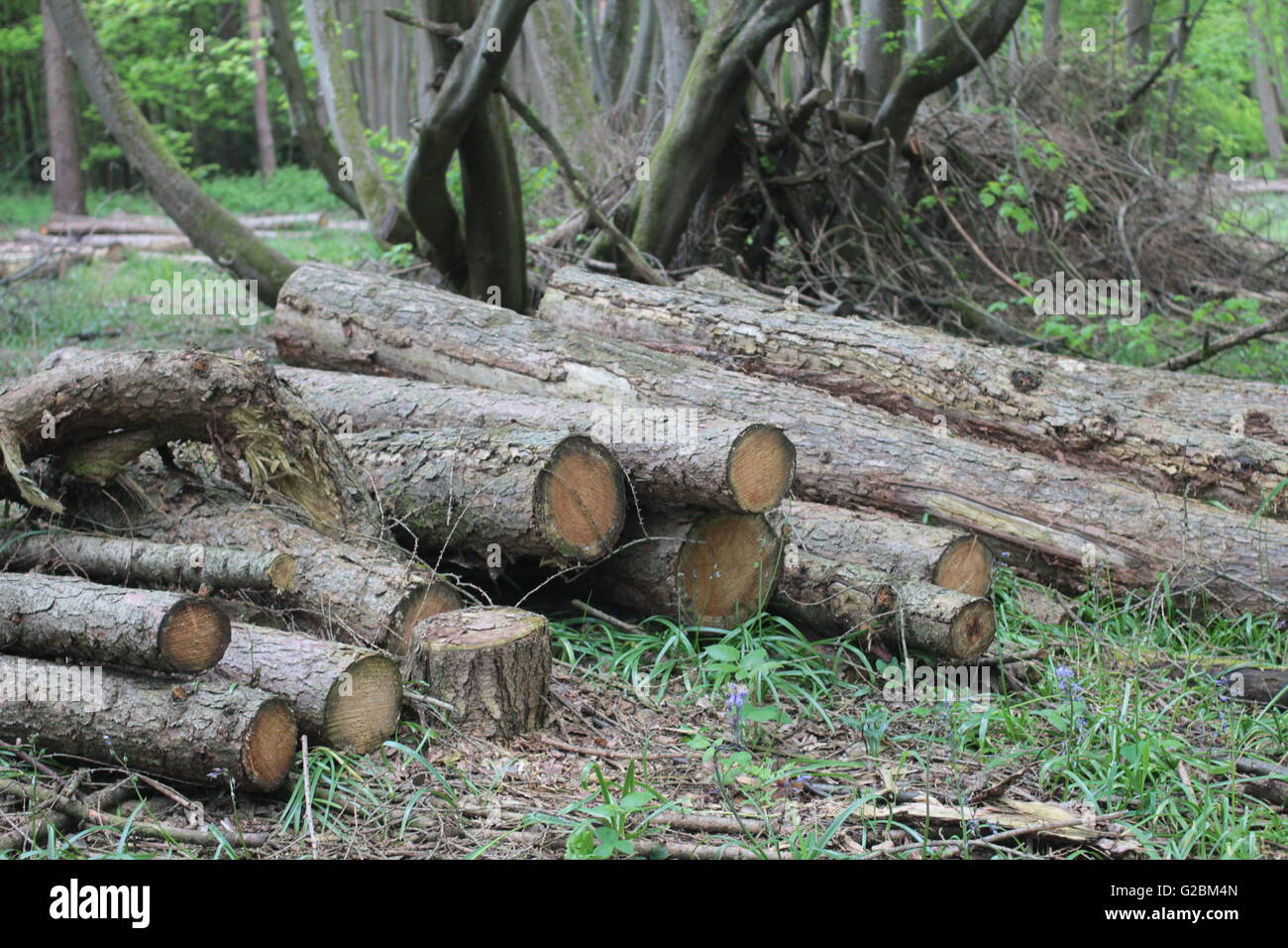 Ash tree coppice woodland hi-res stock photography and images - Alamy