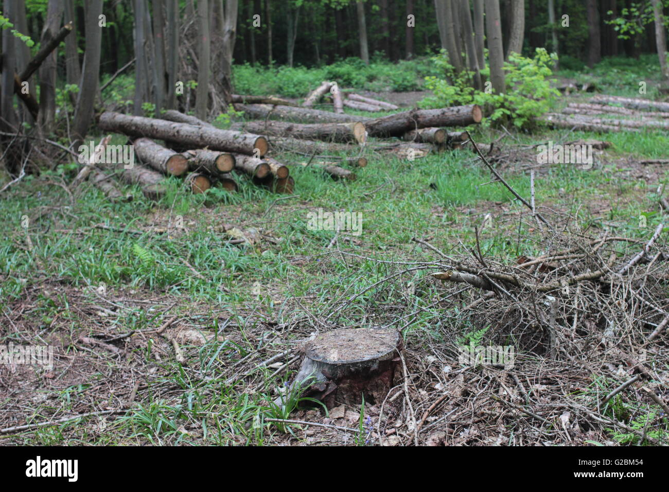 Coppicing ash hi-res stock photography and images - Alamy