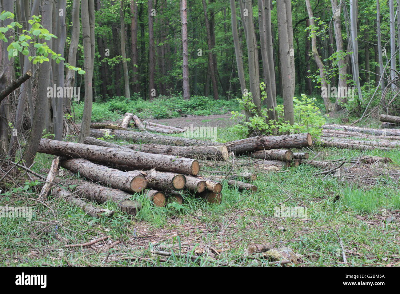 Coppicing ash hi-res stock photography and images - Alamy