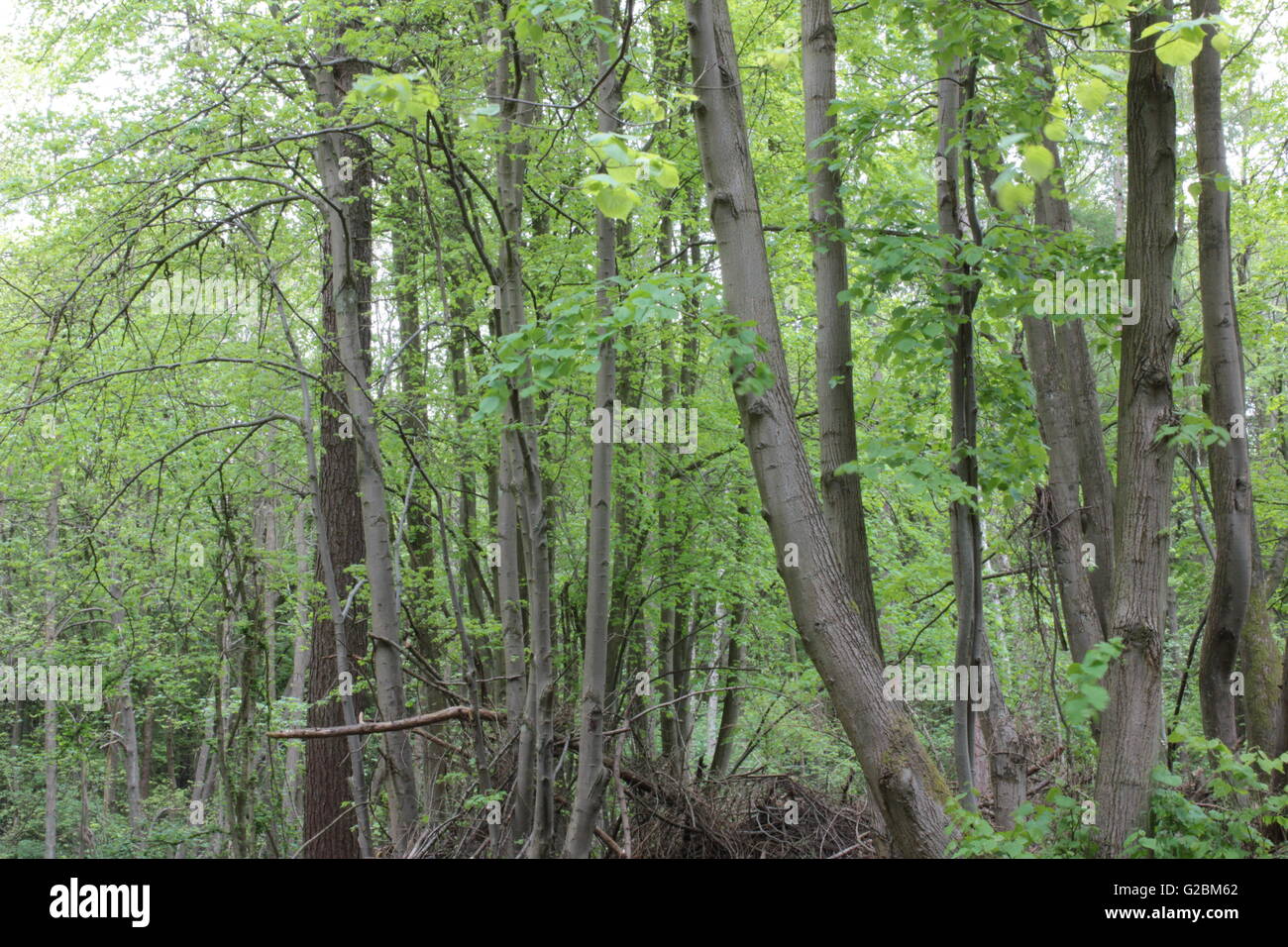 Coppicing English Woodland Stock Photo - Alamy