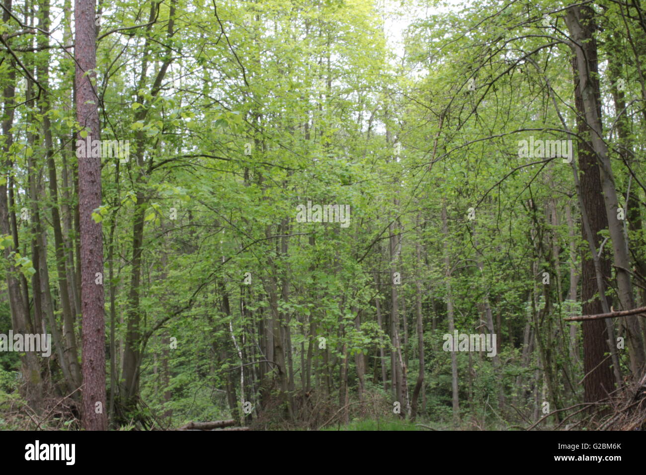 Ash tree coppice woodland hi-res stock photography and images - Alamy