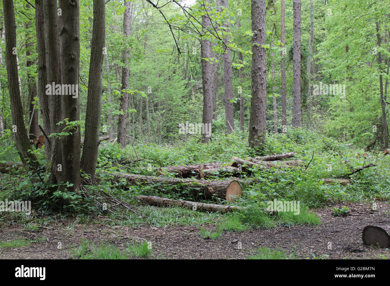 Coppiced tree stump hi-res stock photography and images - Alamy