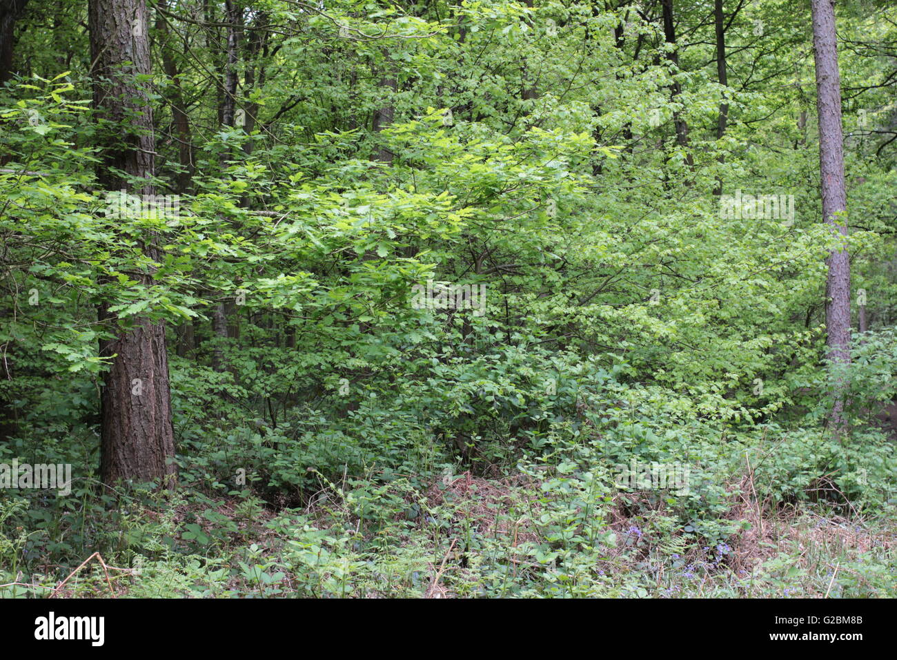 Coppiced tree stump hi-res stock photography and images - Alamy