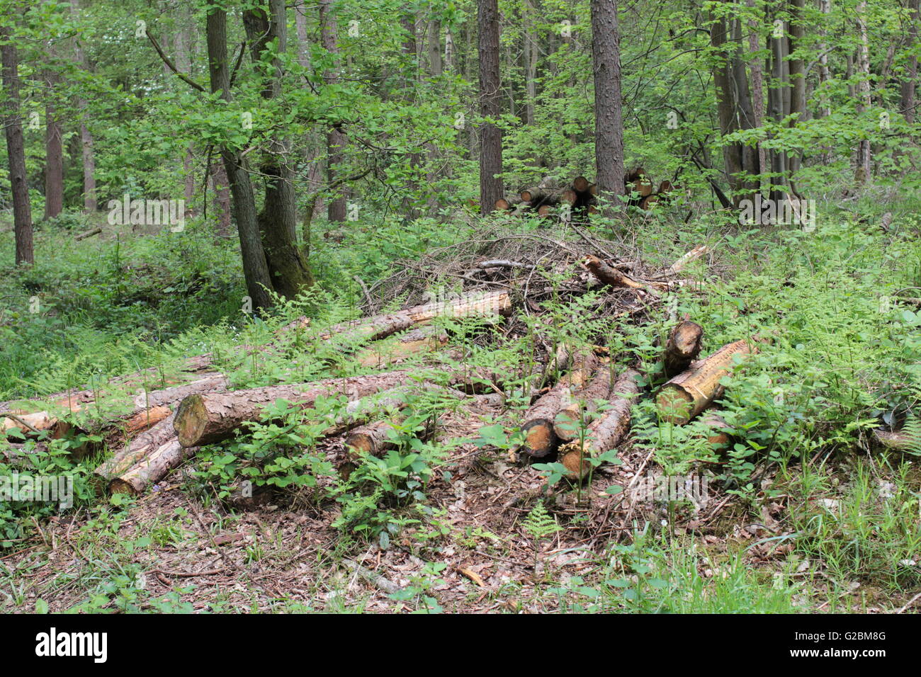 Coppice stool hi-res stock photography and images - Alamy