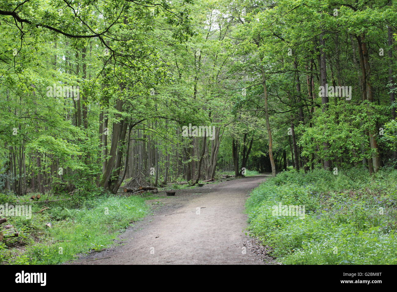 Old ash coppice hi-res stock photography and images - Alamy