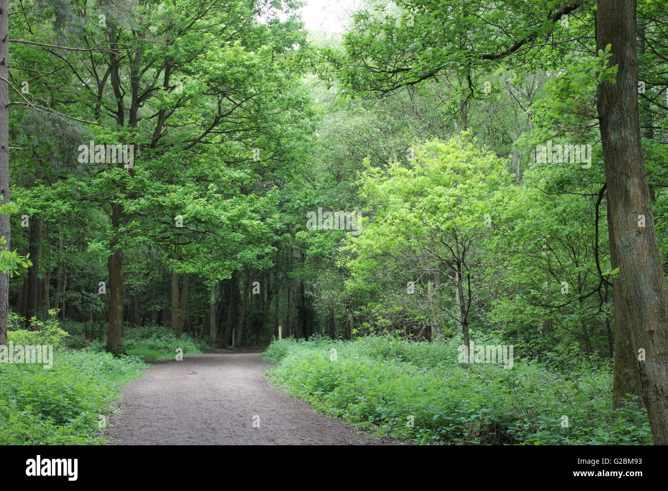 Coppiced tree stump hi-res stock photography and images - Alamy