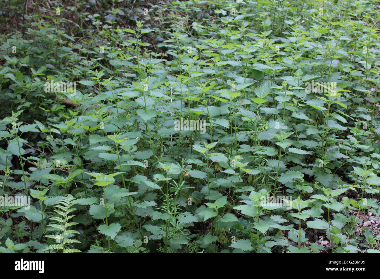 Nettle fabric hi-res stock photography and images - Alamy