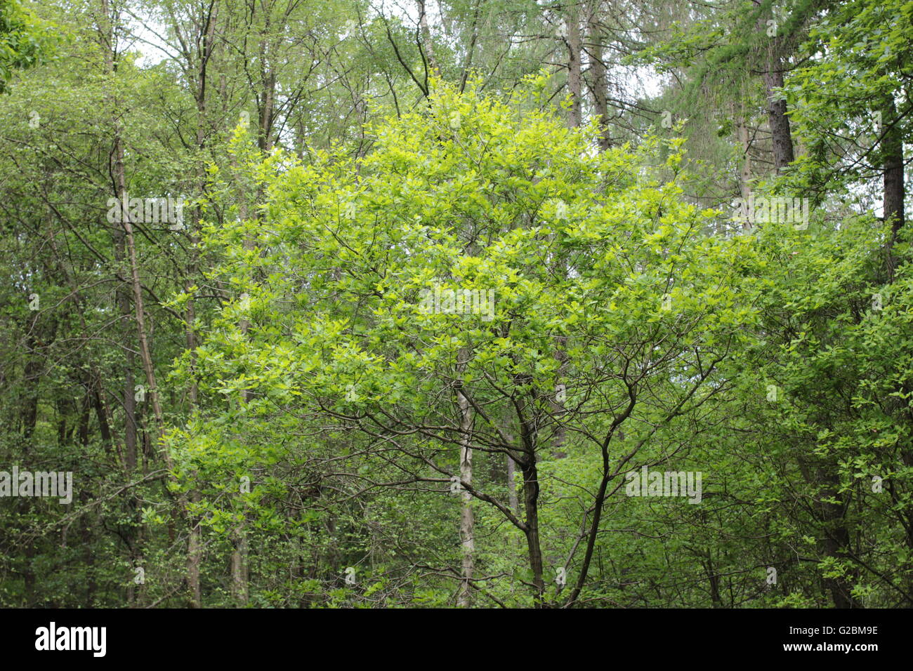 Coppiced ash tree hi-res stock photography and images - Alamy