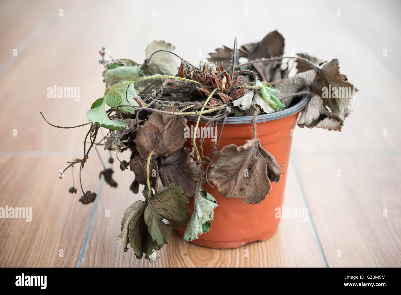 faded strawberry plant Stock Photo - Alamy