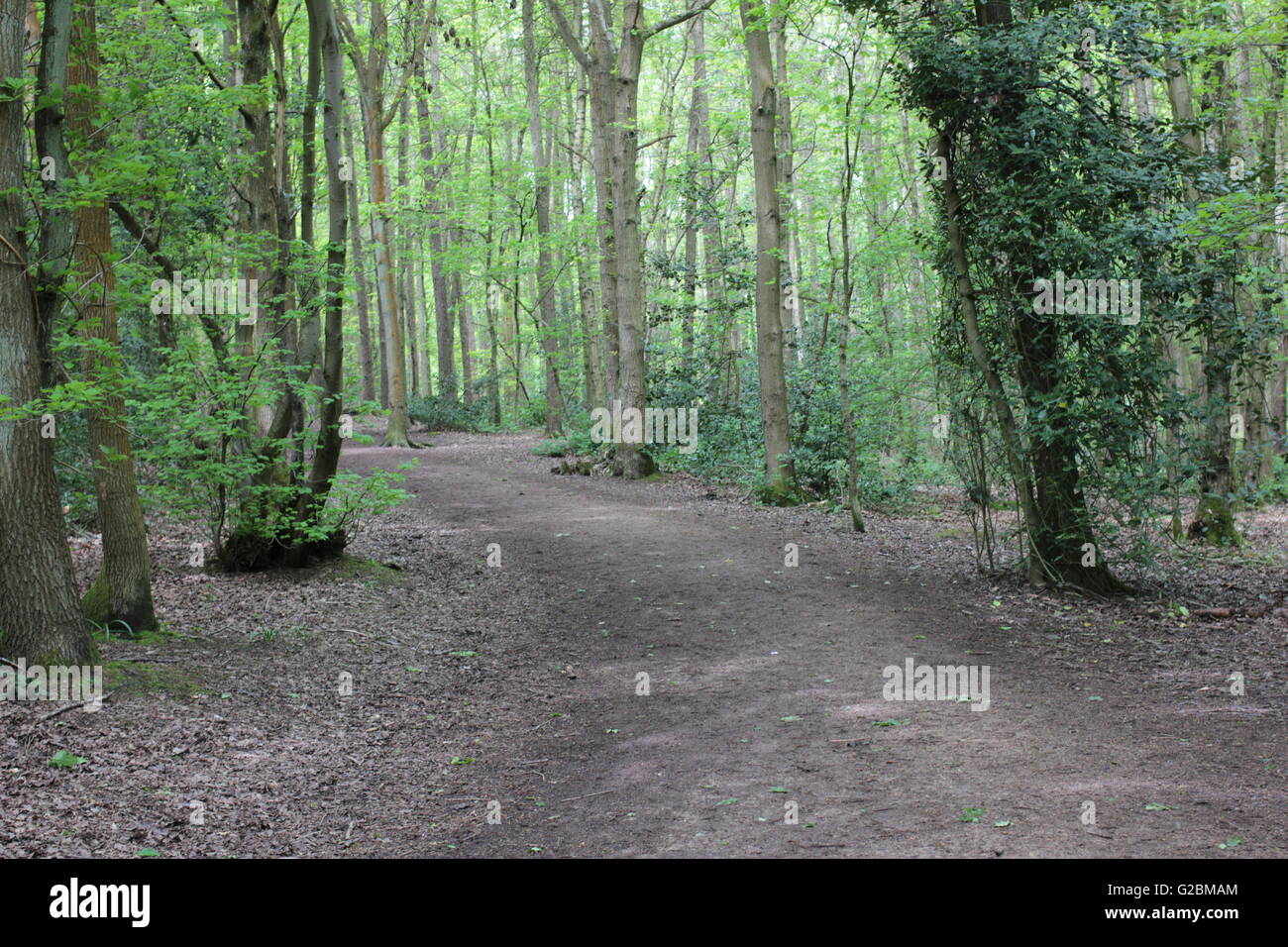 Old ash coppice hi-res stock photography and images - Alamy