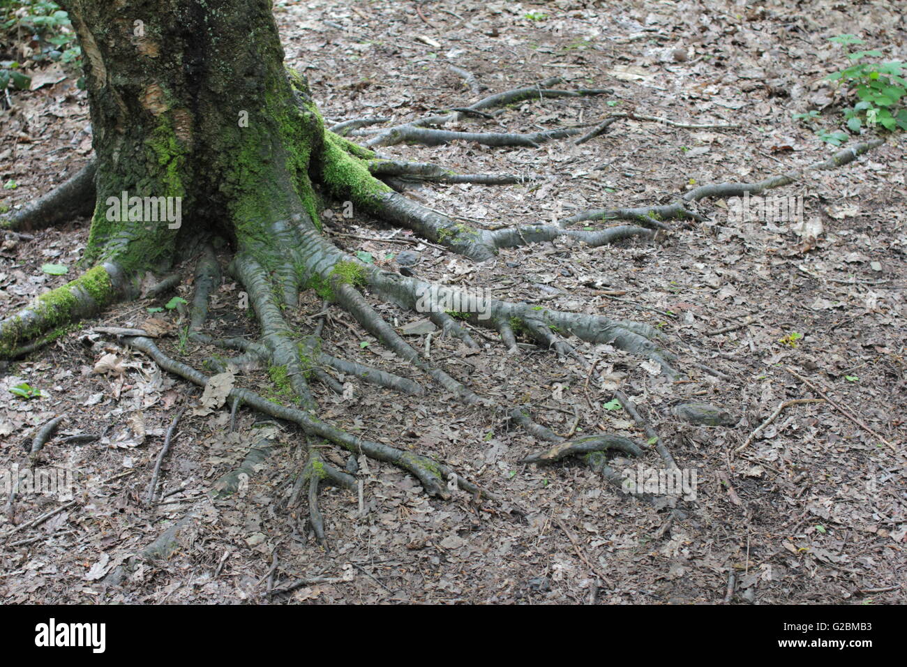 Naturally sculptured tree with spreading roots Stock Photo - Alamy
