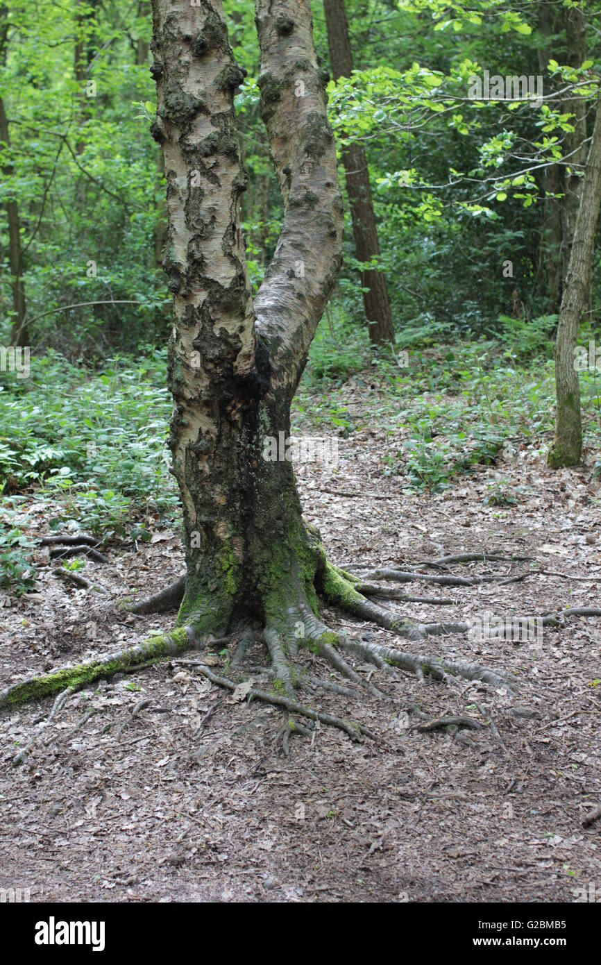 Aerial beech tree roots hi-res stock photography and images - Alamy