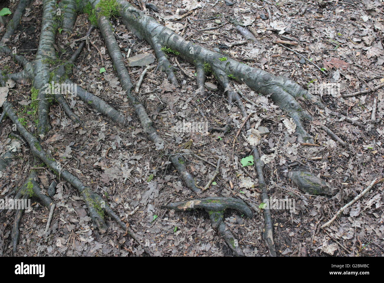 Spreading surface tree roots Stock Photo - Alamy