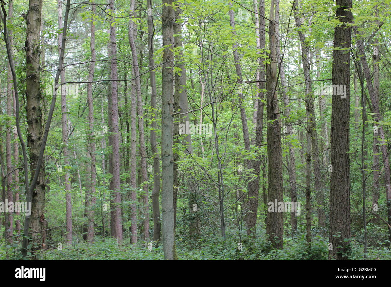 Coppiced Ash Tree High Resolution Stock Photography and Images - Alamy