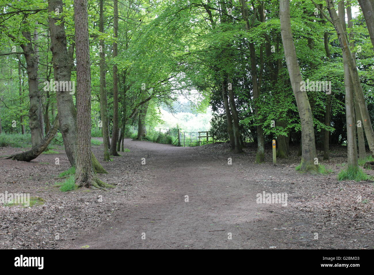 Coppice managed woodland with path and gate Stock Photo - Alamy