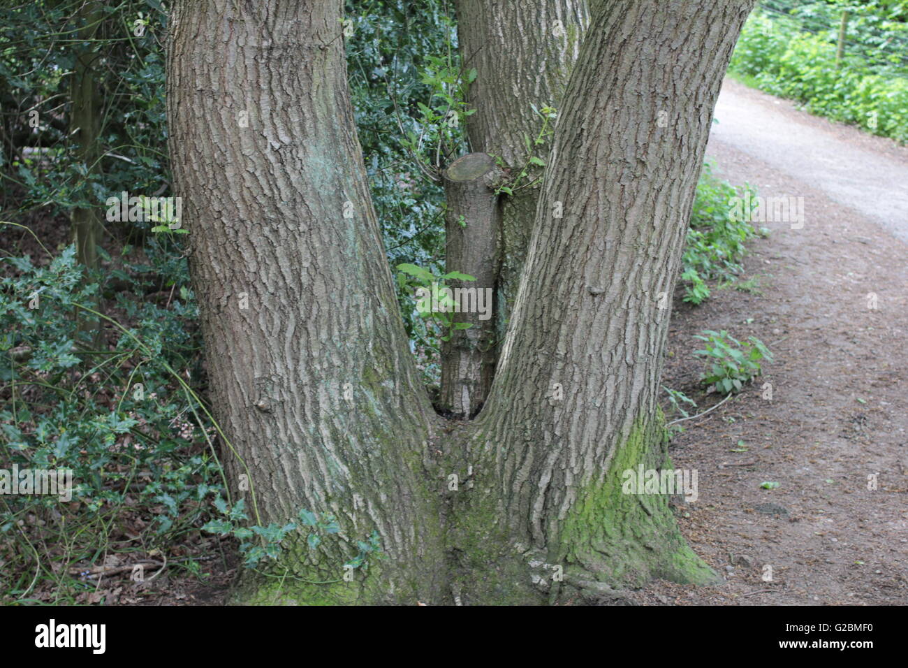 Coppiced Trees with path Stock Photo - Alamy