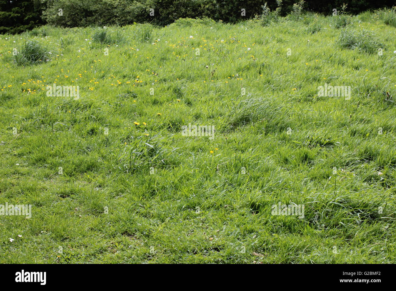 grass meadow land Stock Photo - Alamy