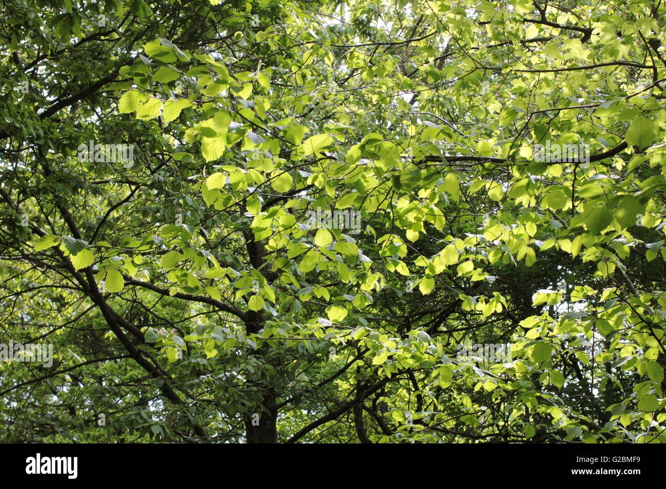 Ash tree coppice woodland hi-res stock photography and images - Alamy