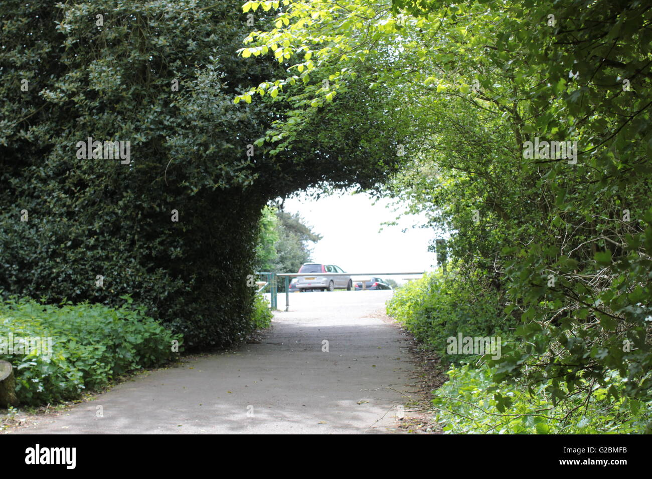 Tree density ecosystem hi-res stock photography and images - Alamy