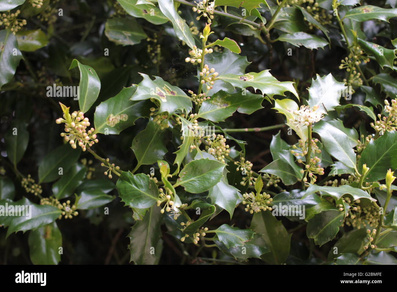 Evergreen tree in flower in spring Stock Photo - Alamy