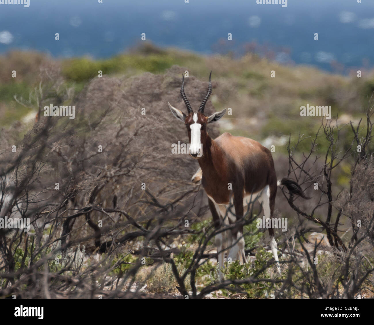 The Bontebok Antelope Stock Photo - Alamy