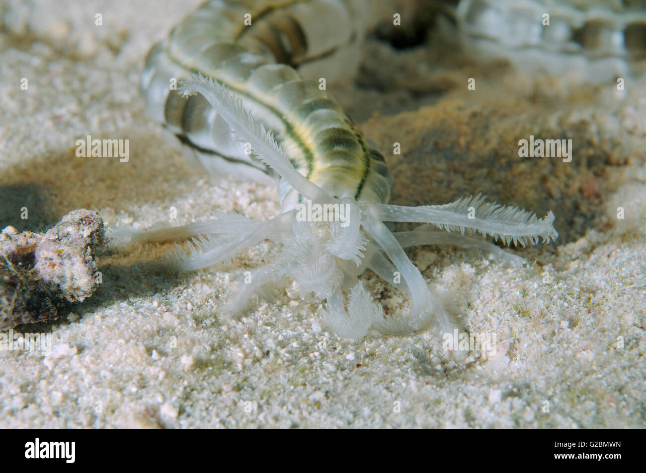 Spotted Worm Sea Cucumber, Feather mouth sea cucumber or giant synaptid ...