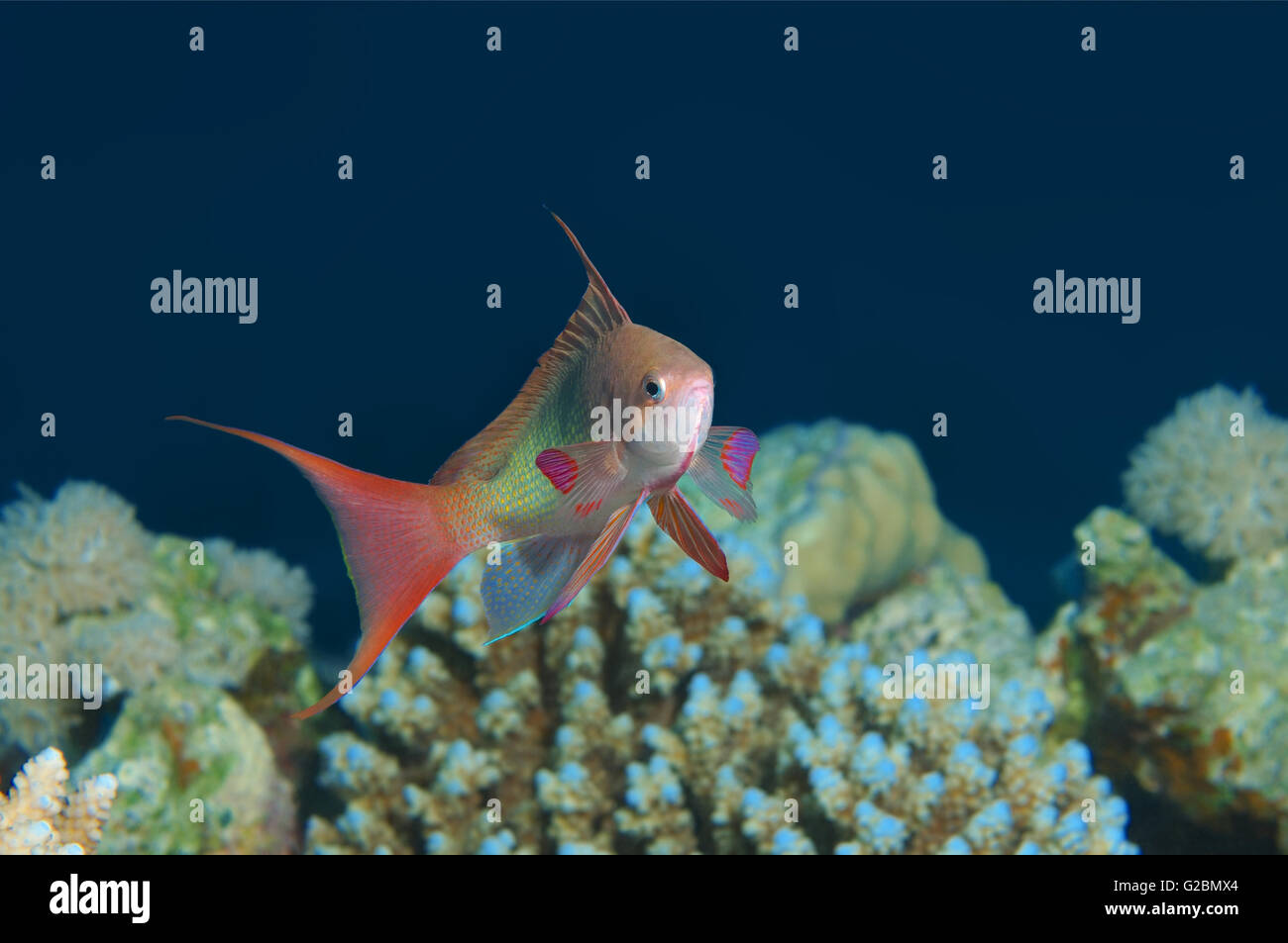 Lyretail fairy anthias hi-res stock photography and images - Alamy