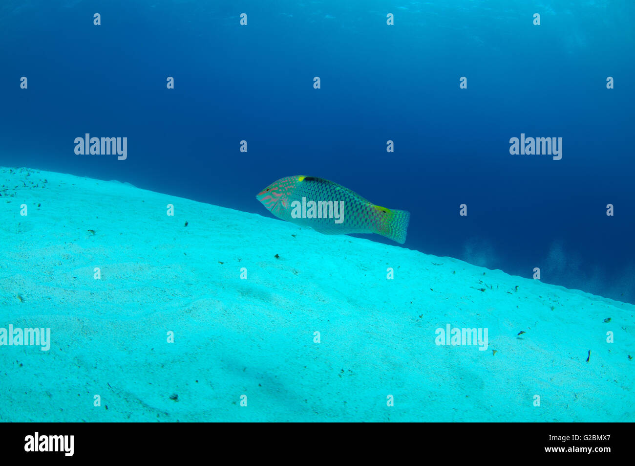 Checkerboard Wrasse, Goldstripe wrasse, Four-spot wrasse or Wall wrasse ...