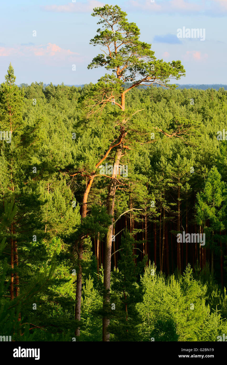 Tall pine tree hi-res stock photography and images - Alamy