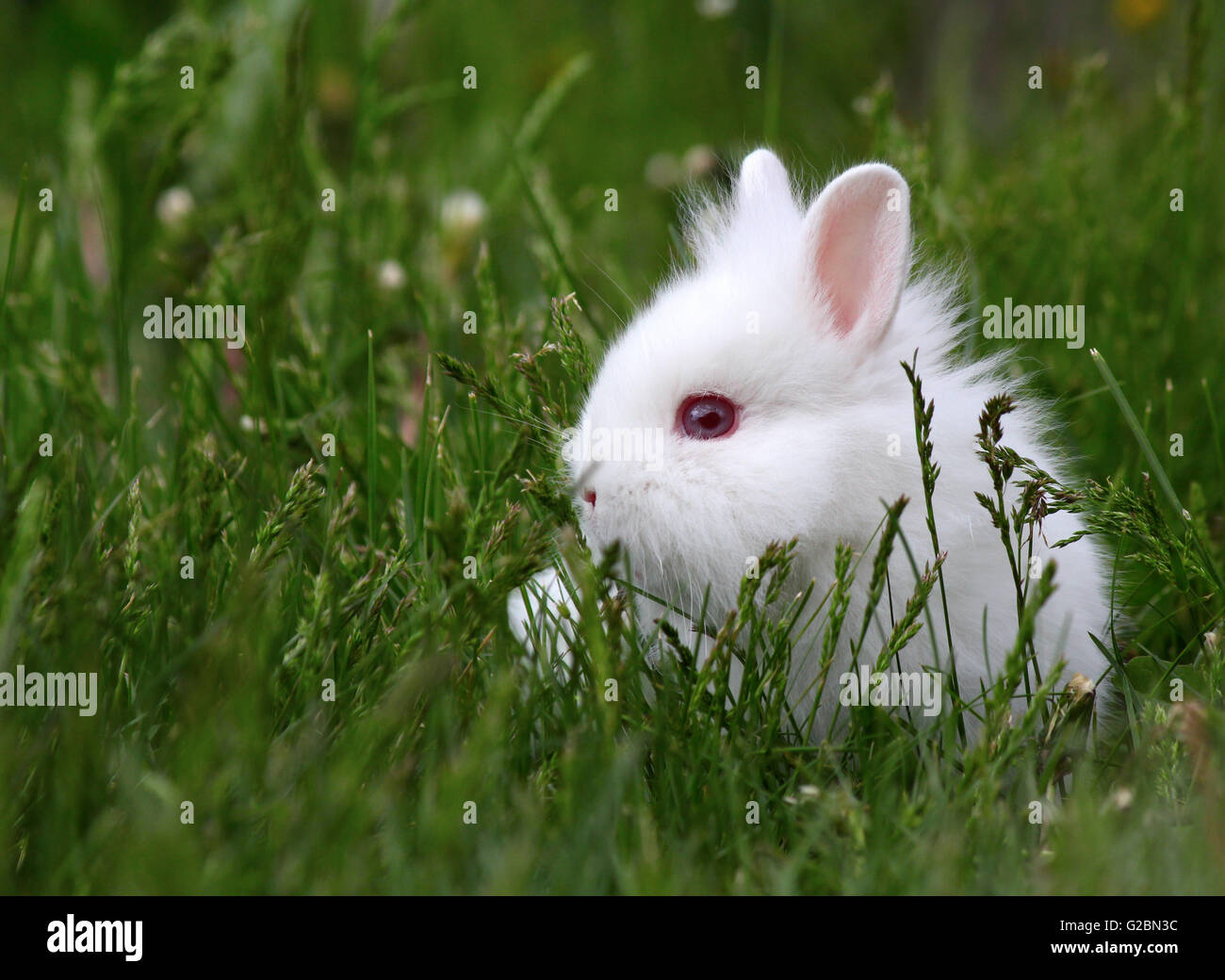 dwarf white bunny Stock Photo - Alamy