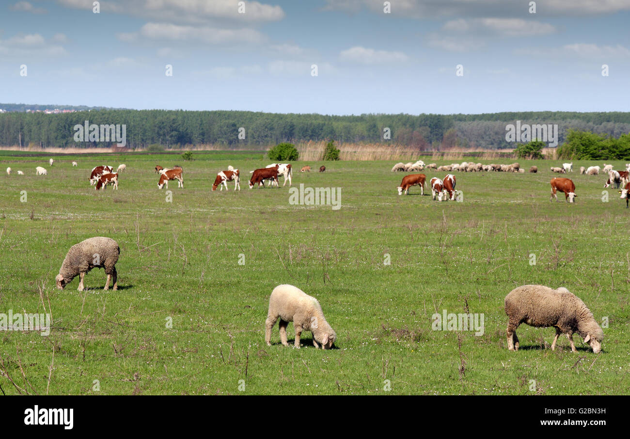 farm animals in pasture Stock Photo - Alamy