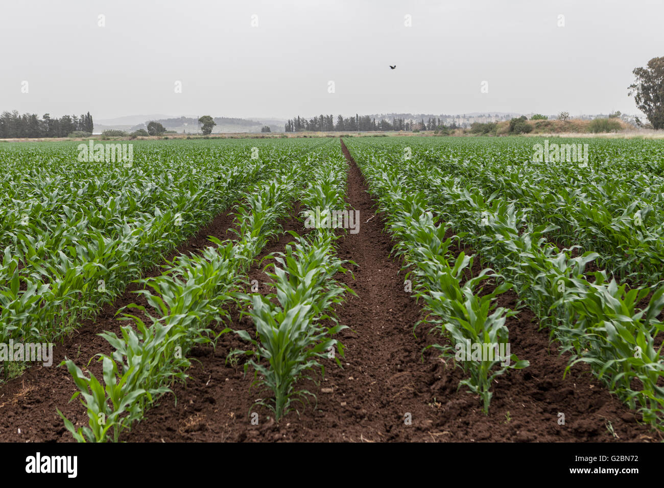 Agriculture and rural land with growing corn Stock Photo - Alamy