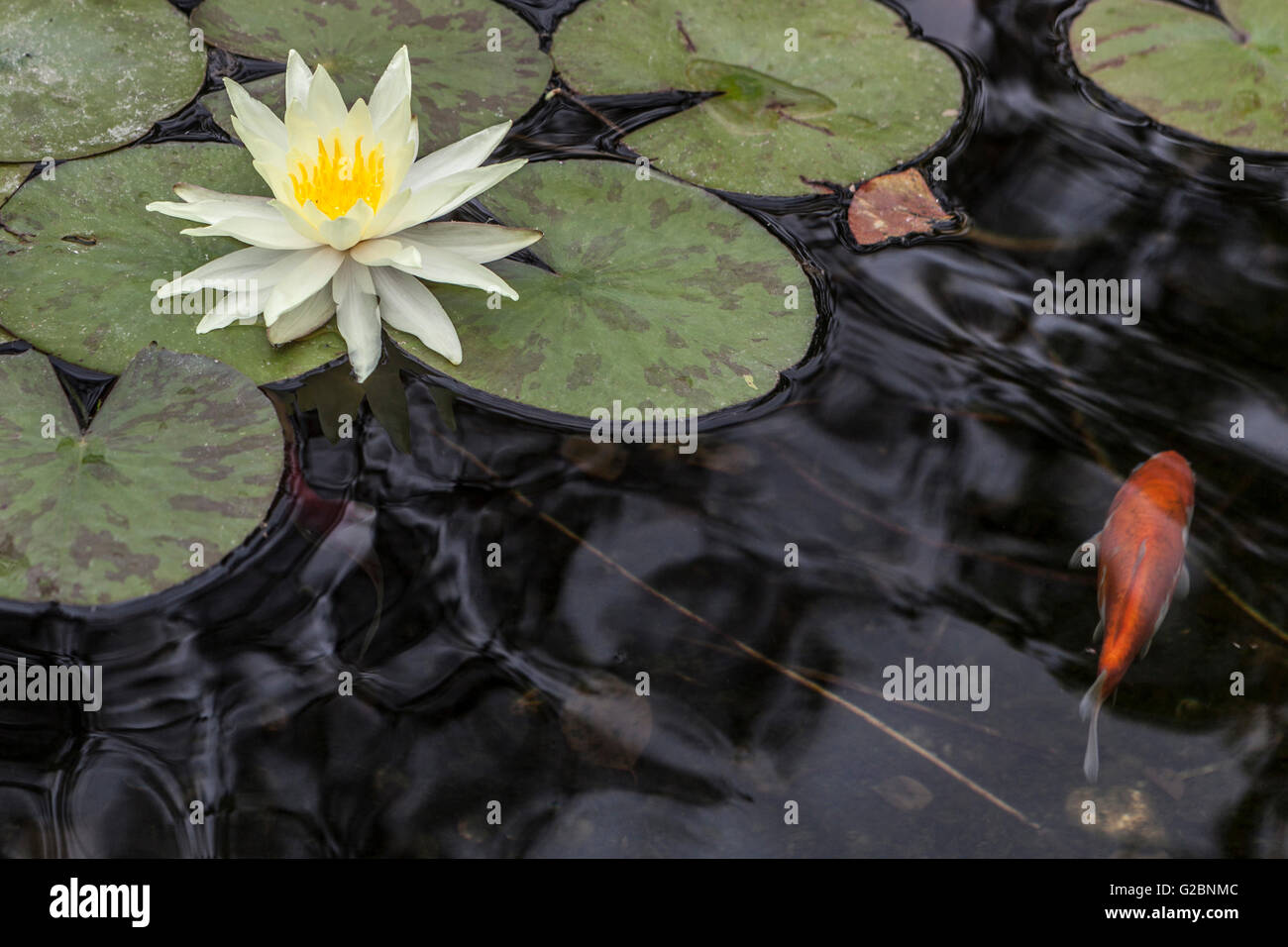 Beautiful white water lily and a fish Stock Photo - Alamy