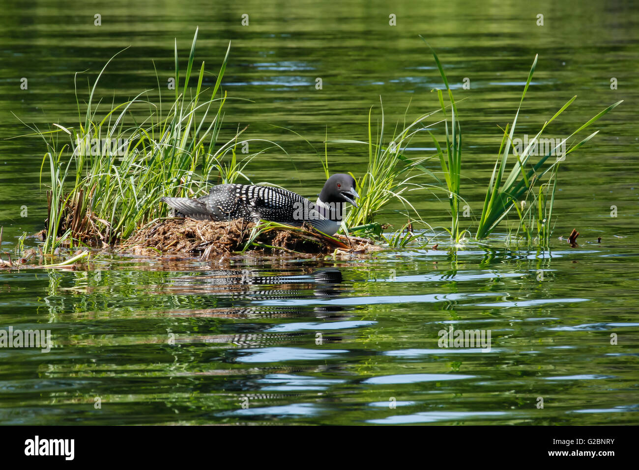 A nesting common loon in Voyageurs National Park, USA Stock Photo - Alamy