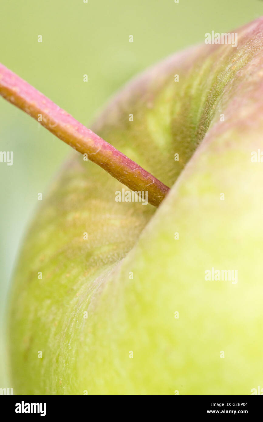 Apple stem hi-res stock photography and images - Alamy